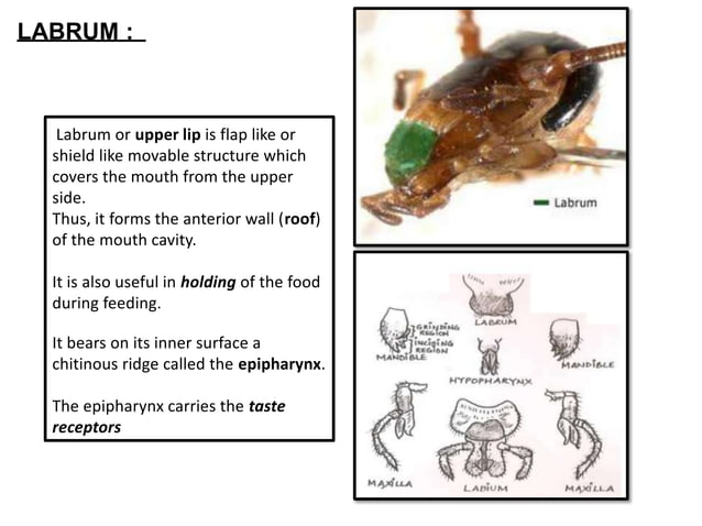 cockroach | PPTX | Geography | Science