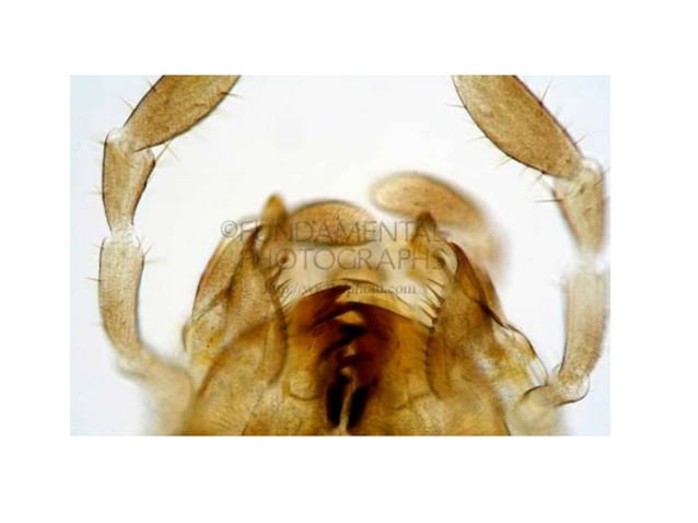 cockroach | PPTX | Geography | Science