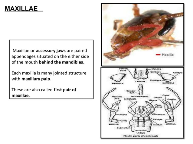cockroach | PPTX | Geography | Science