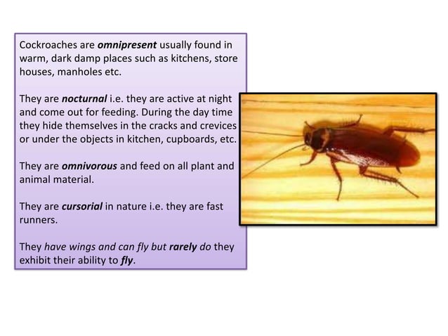 cockroach | PPTX | Geography | Science