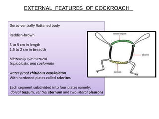 cockroach | PPTX | Geography | Science