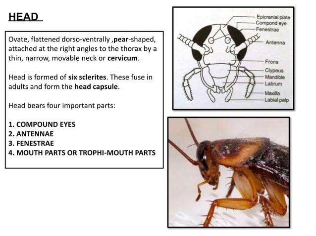 cockroach | PPTX | Geography | Science