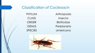 Peripalanata americana species structure .pptx