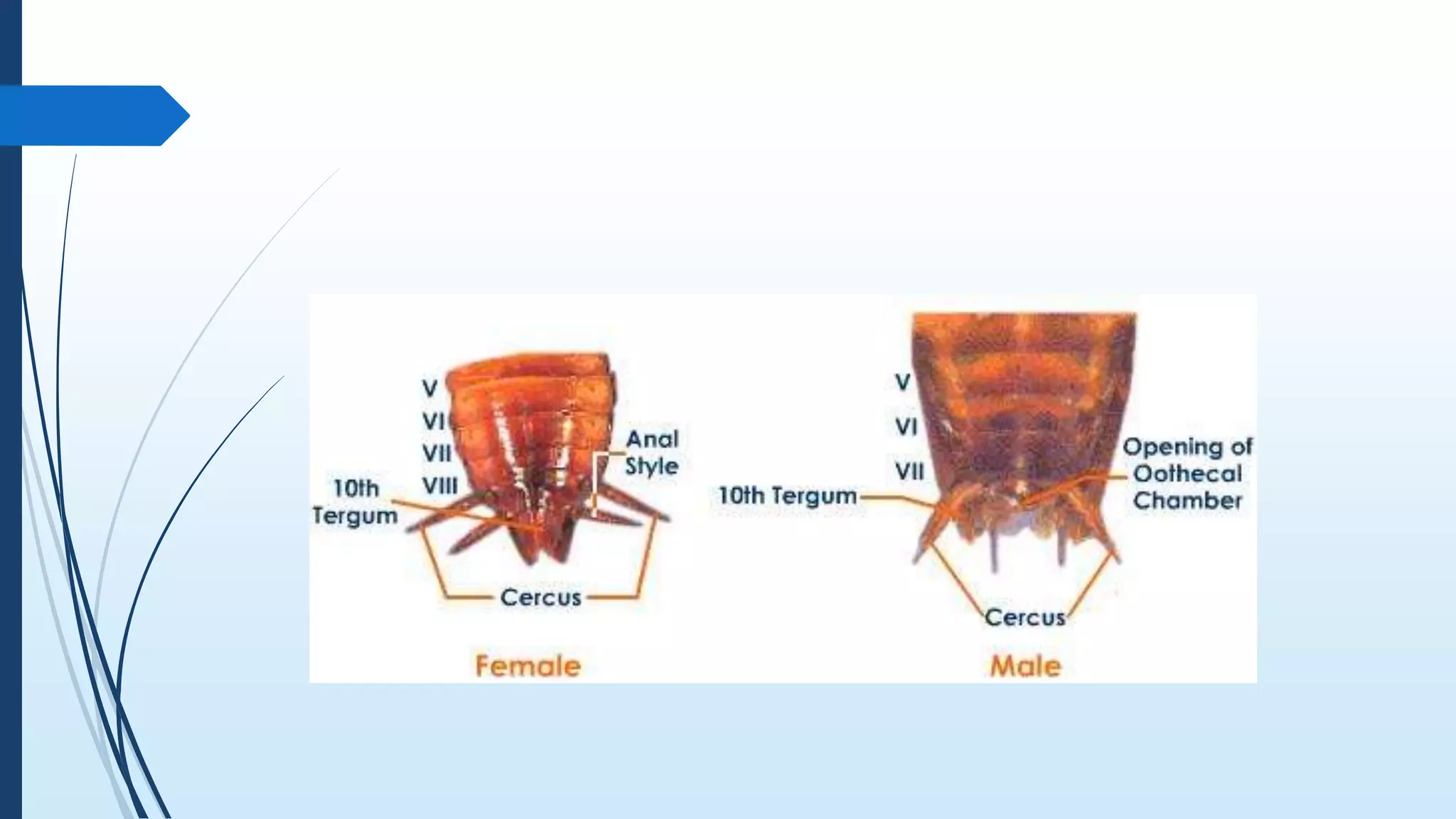 Cockroach | PPTX | Birds | Pets