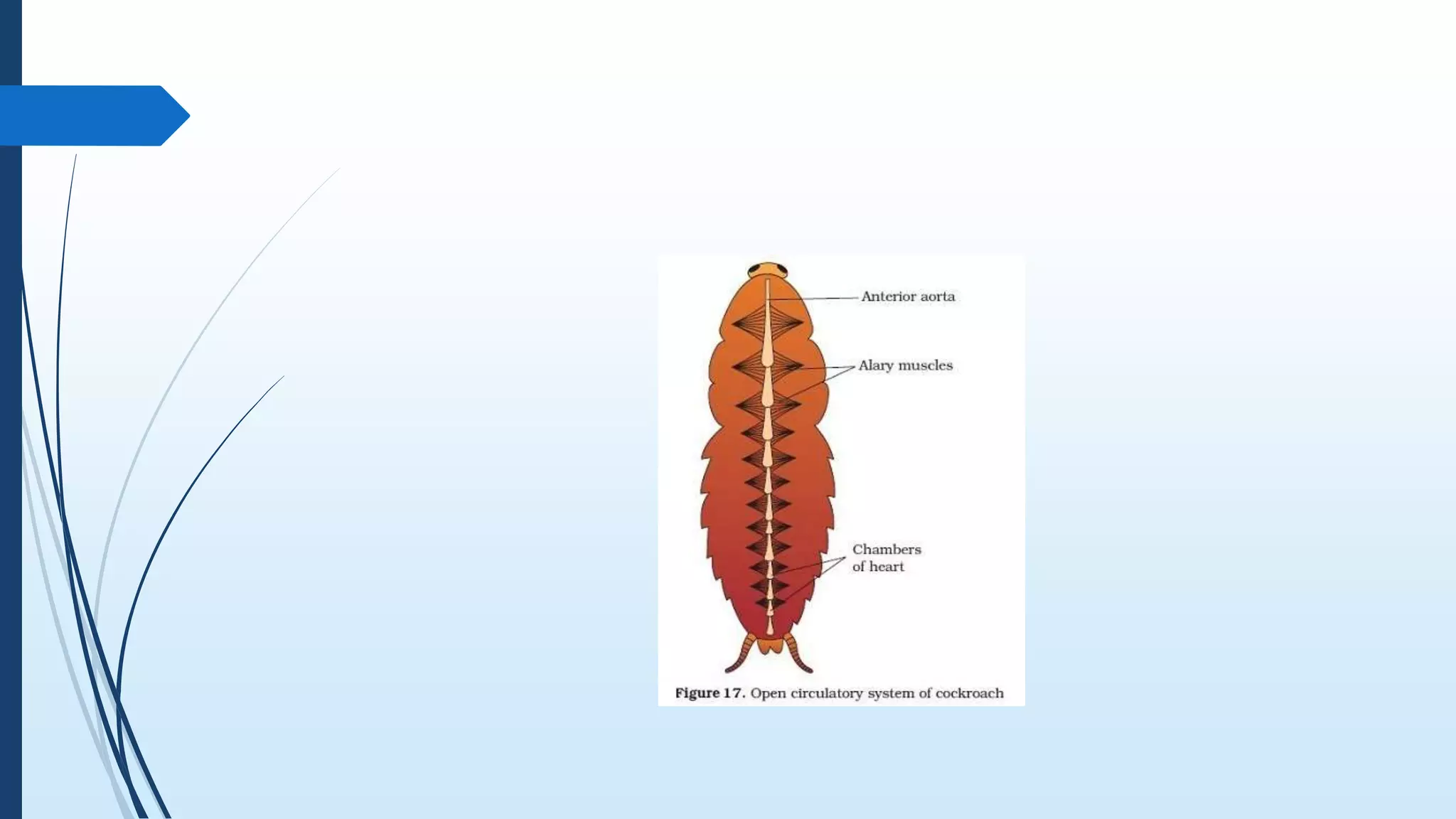 Cockroach | PPTX | Birds | Pets