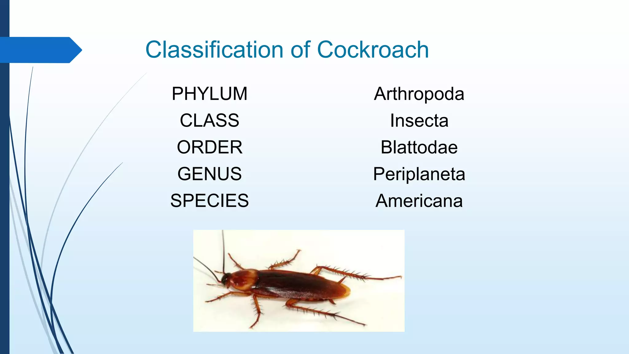 Cockroach | PPTX | Birds | Pets