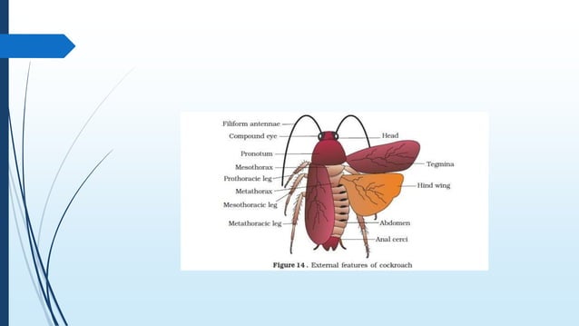 Cockroach | PPTX | Birds | Pets