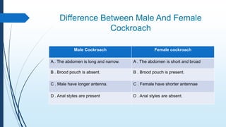 Cockroach | PPTX