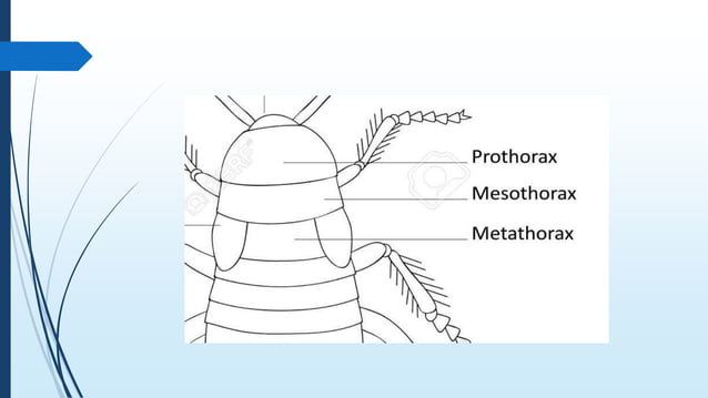 Cockroach | PPTX | Birds | Pets