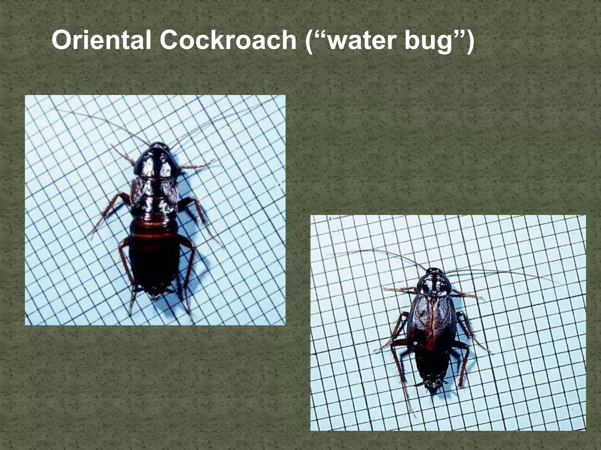 Cockroach Distribution and classification | PPTX | Birds | Pets