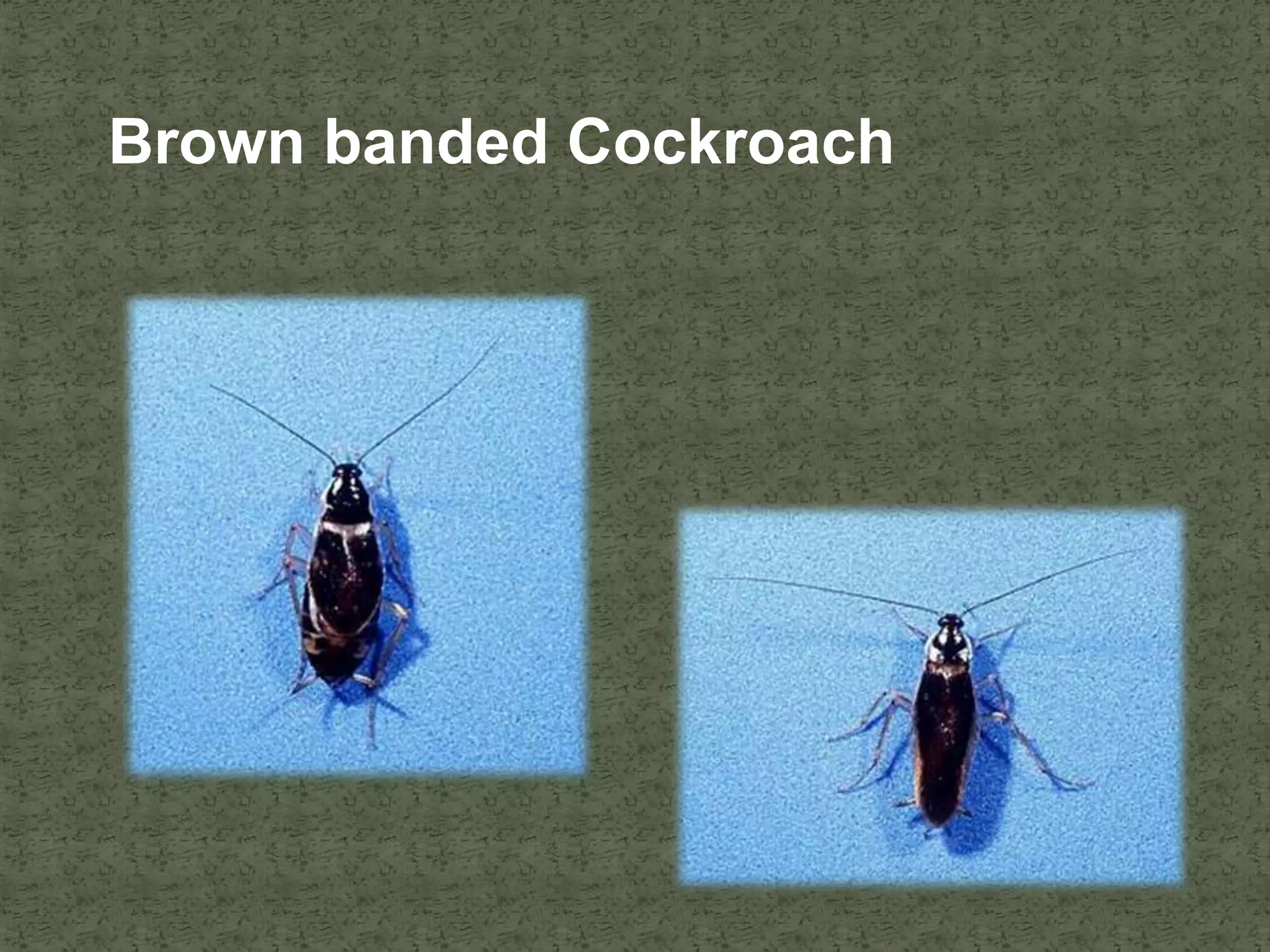 Cockroach Distribution and classification | PPTX | Birds | Pets