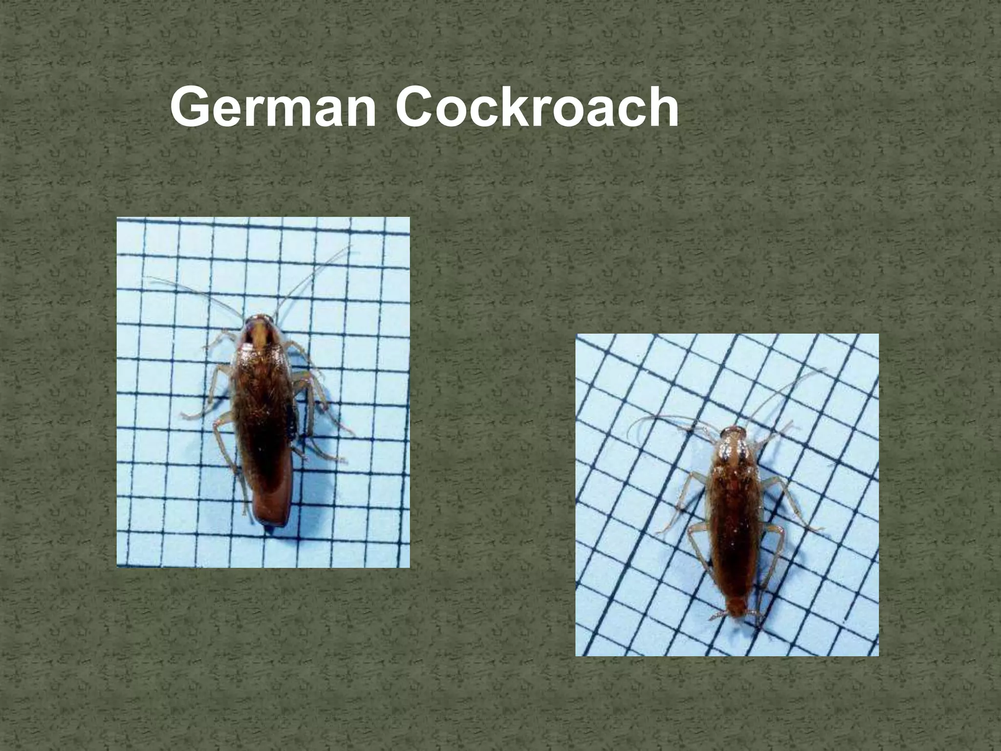 Cockroach Distribution and classification | PPTX | Birds | Pets