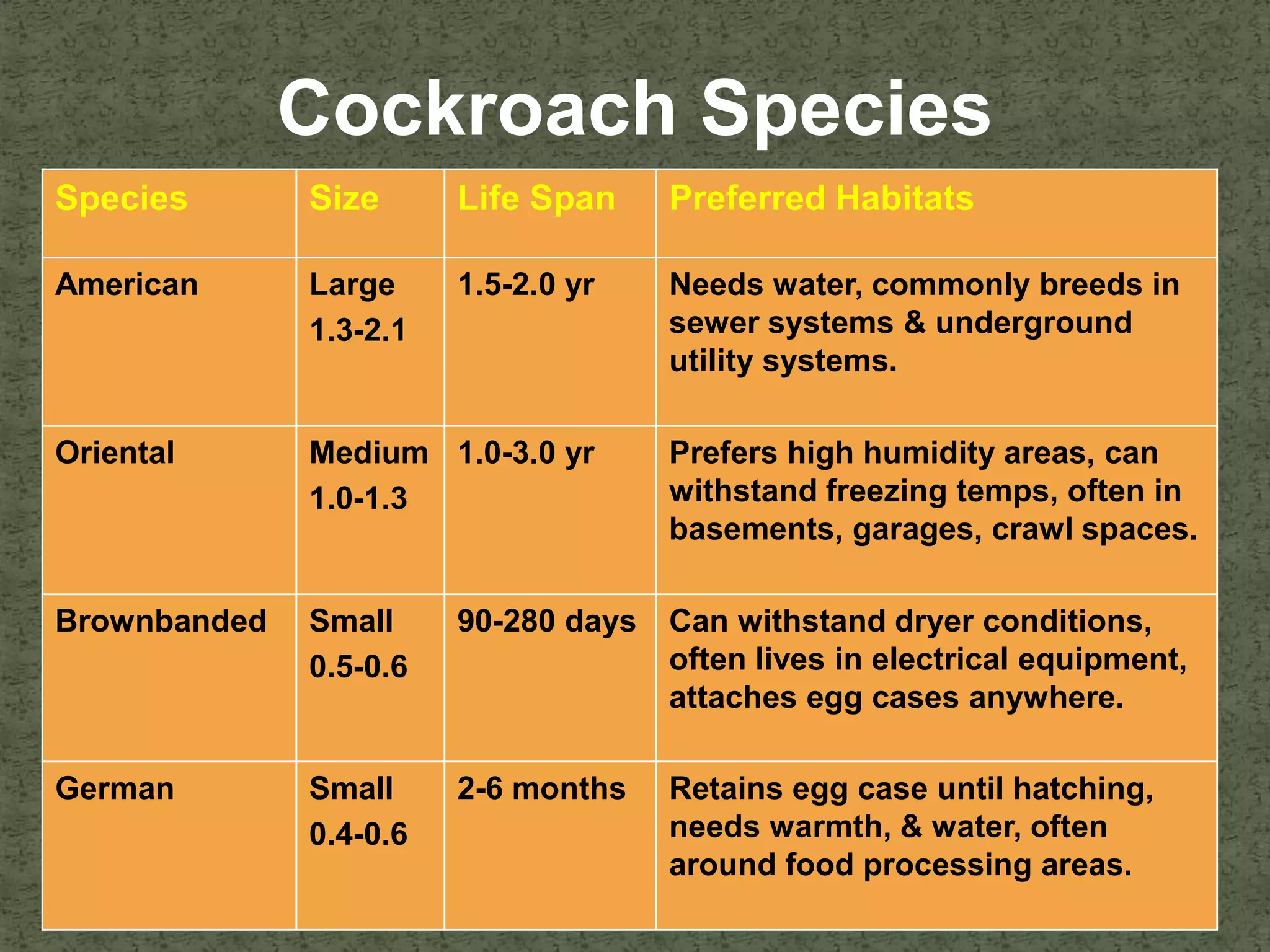 Cockroach Distribution and classification | PPTX | Birds | Pets