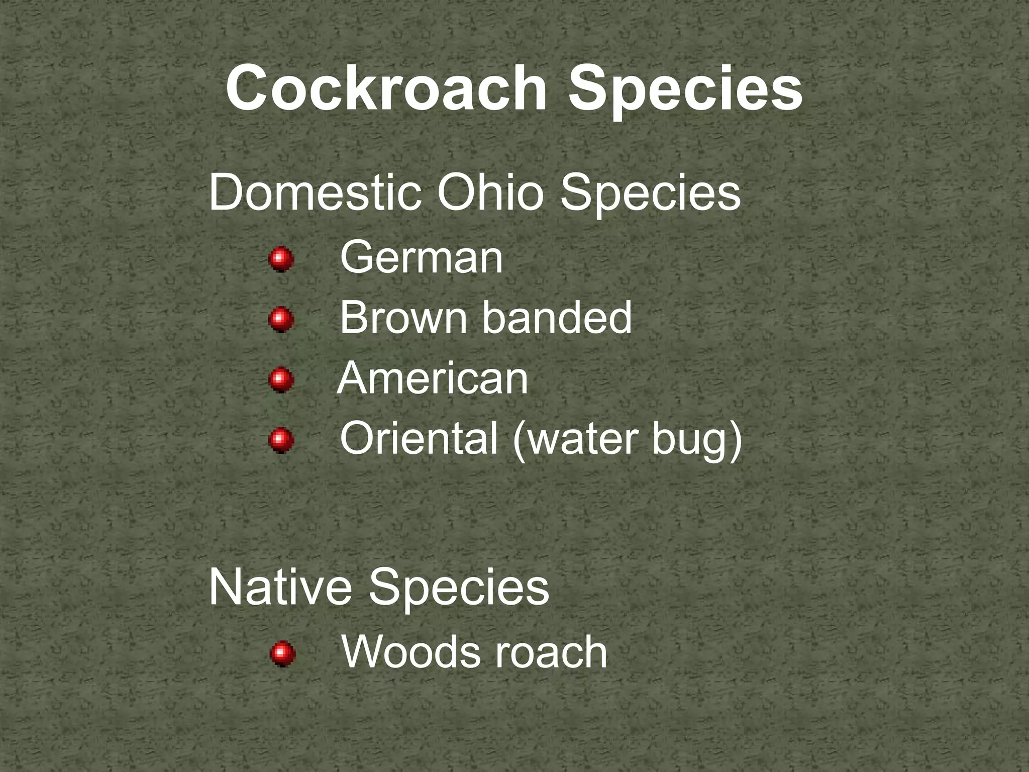 Cockroach Distribution and classification | PPTX | Birds | Pets