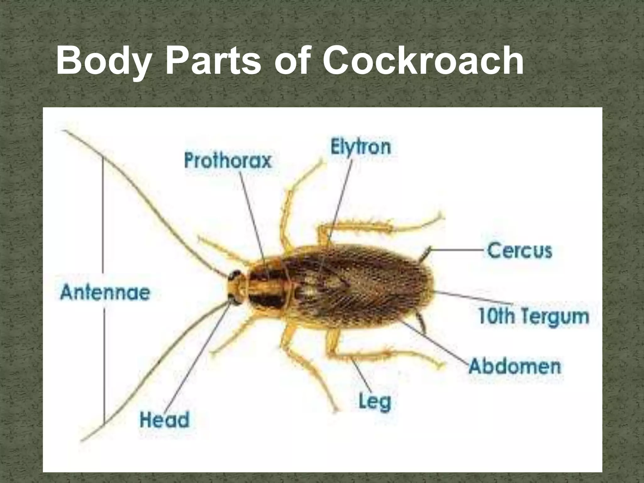 Cockroach Distribution and classification | PPTX | Birds | Pets