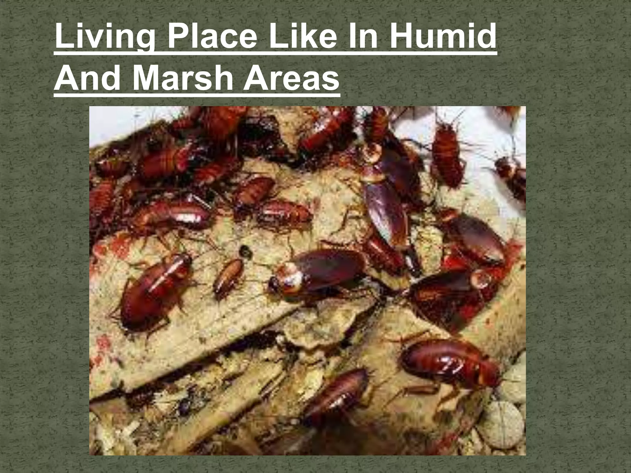 Cockroach Distribution and classification | PPTX | Birds | Pets