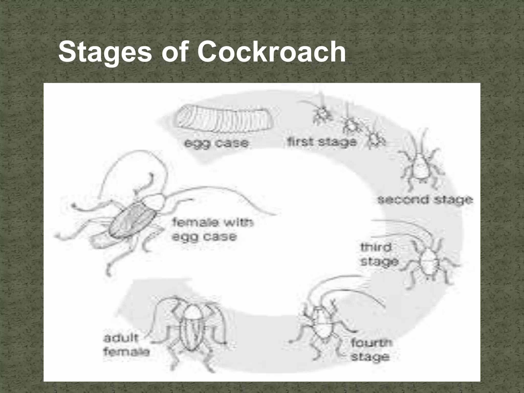 Cockroach Distribution and classification | PPTX | Birds | Pets