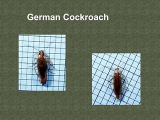 Cockroach Distribution and classification | PPTX | Birds | Pets