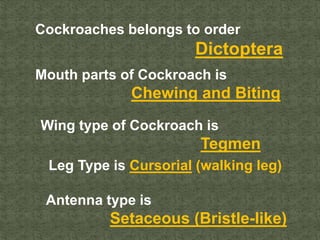 Cockroach Distribution and classification | PPTX | Birds | Pets