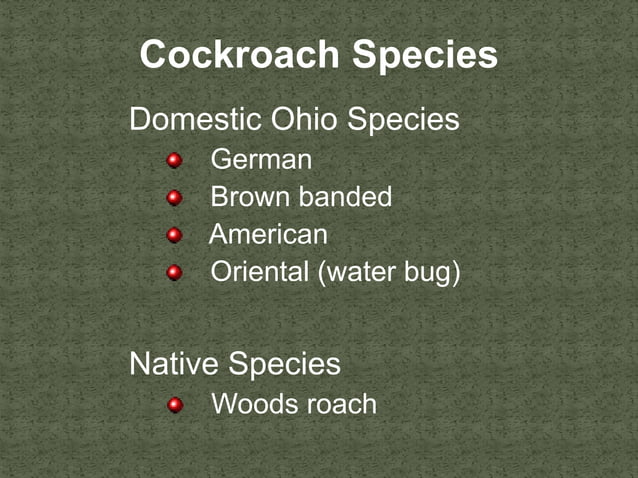 Cockroach Distribution and classification | PPT