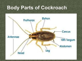Cockroach Distribution and classification | PPTX | Birds | Pets