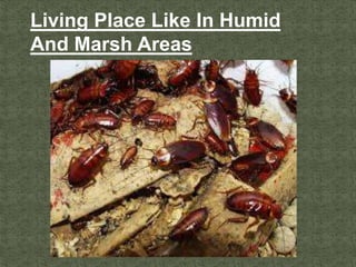 Cockroach Distribution and classification | PPTX | Birds | Pets
