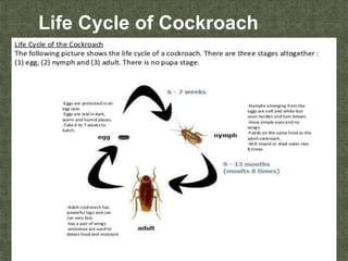 Cockroach Distribution and classification | PPTX | Birds | Pets