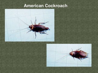 Cockroach Distribution and classification | PPTX | Birds | Pets