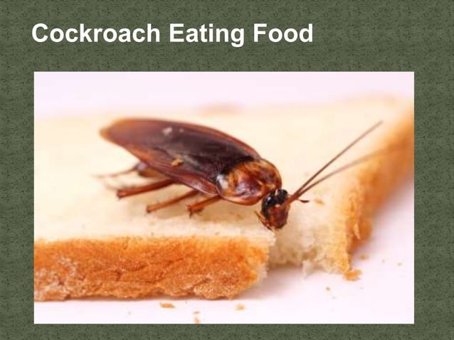 Cockroach Distribution and classification
