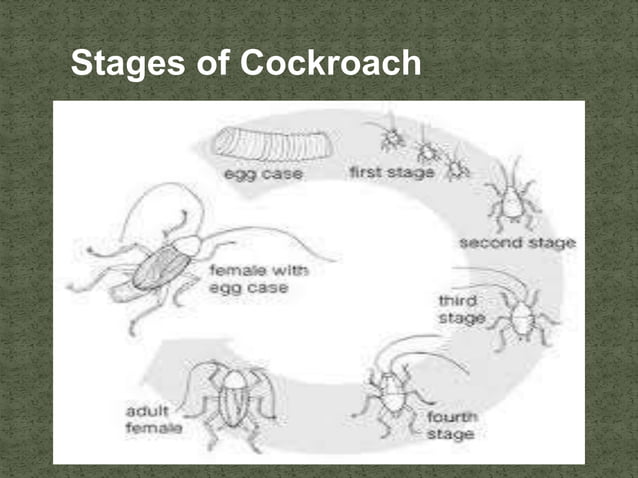 Cockroach Distribution and classification