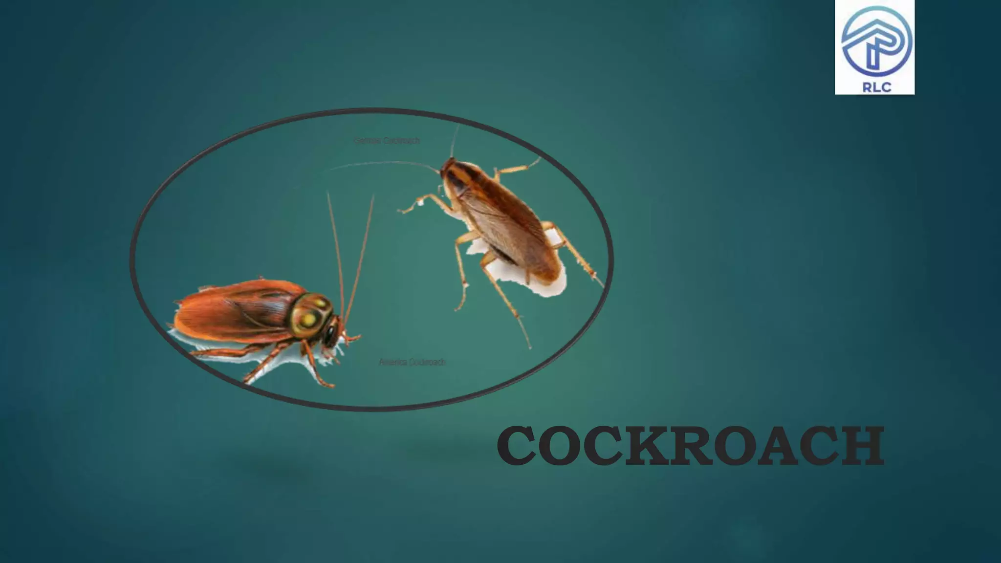 Cockroach | PPTX