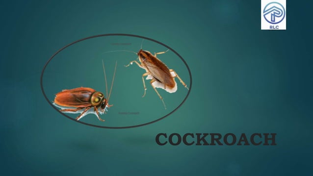 Cockroach | PPTX | Beekeeping | Hobbies & Interests