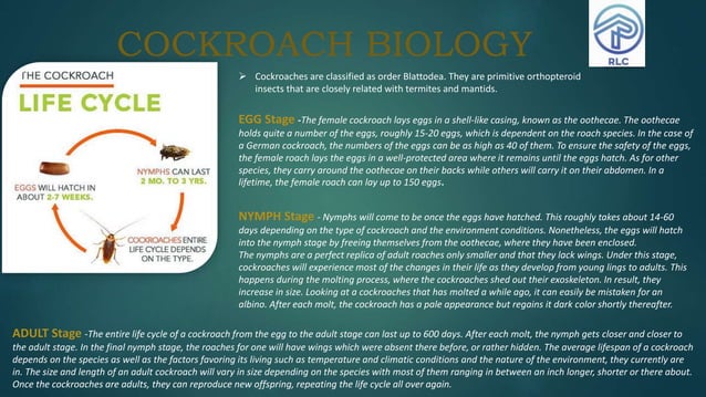 Cockroach | PPTX | Beekeeping | Hobbies & Interests