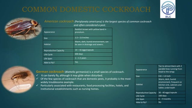 Cockroach | PPTX | Beekeeping | Hobbies & Interests