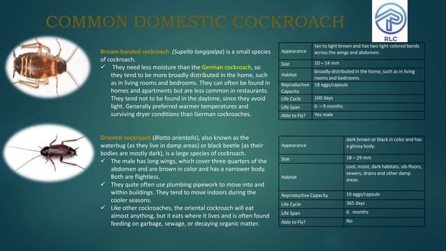 Cockroach | PPTX | Beekeeping | Hobbies & Interests