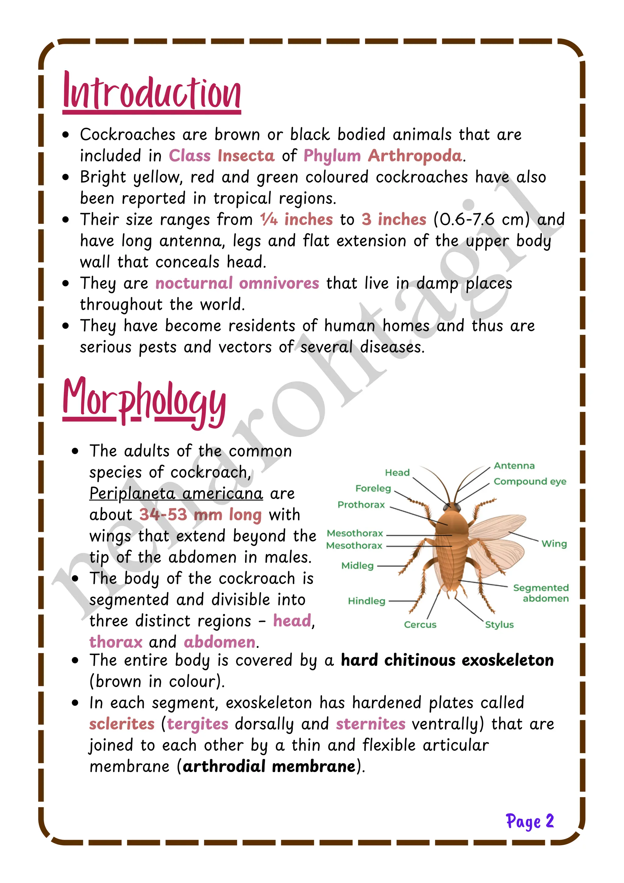 Cockroach Class 11th NEET CBSE NCERT Biology | PDF