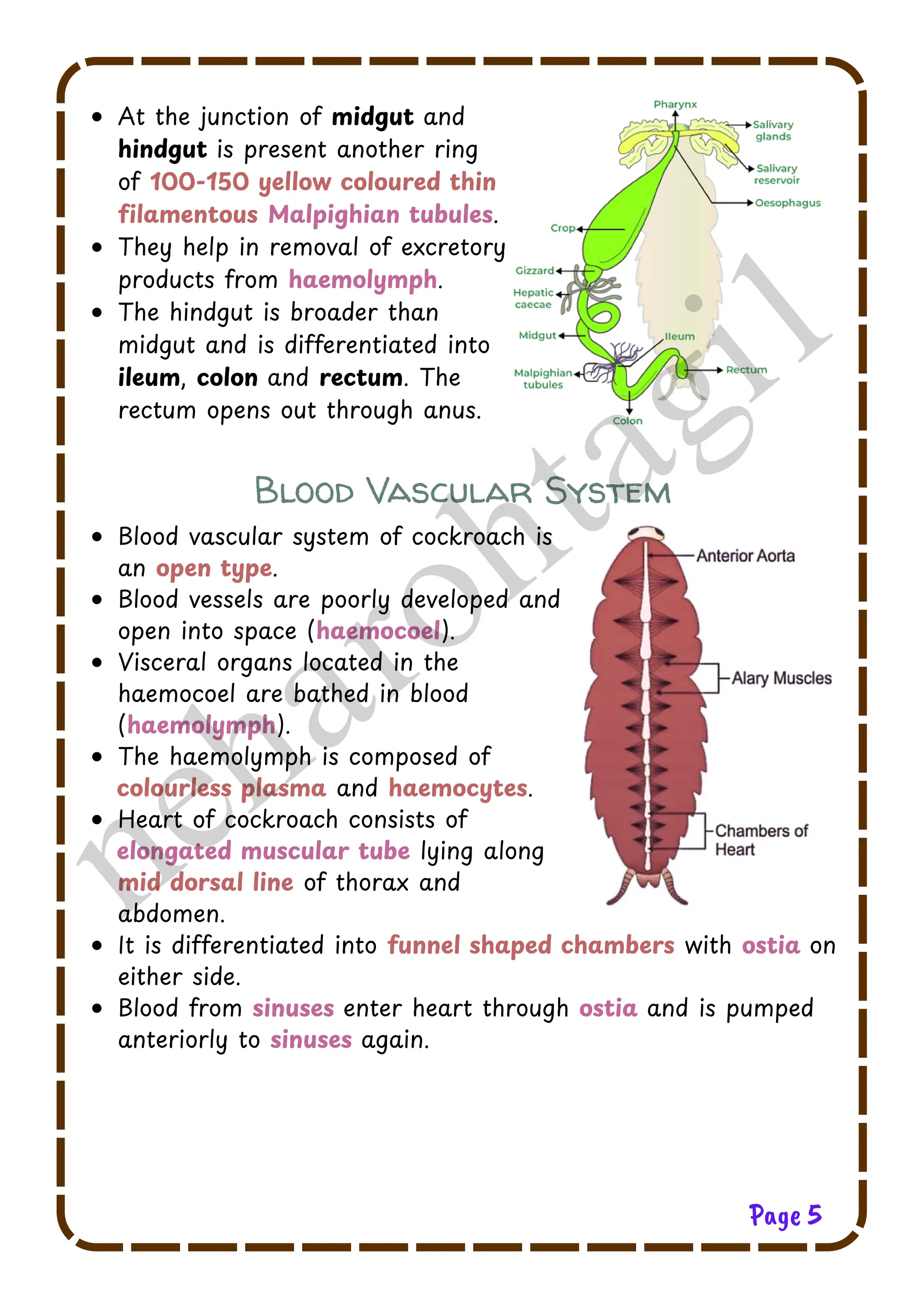Cockroach Class 11th NEET CBSE NCERT Biology | PDF