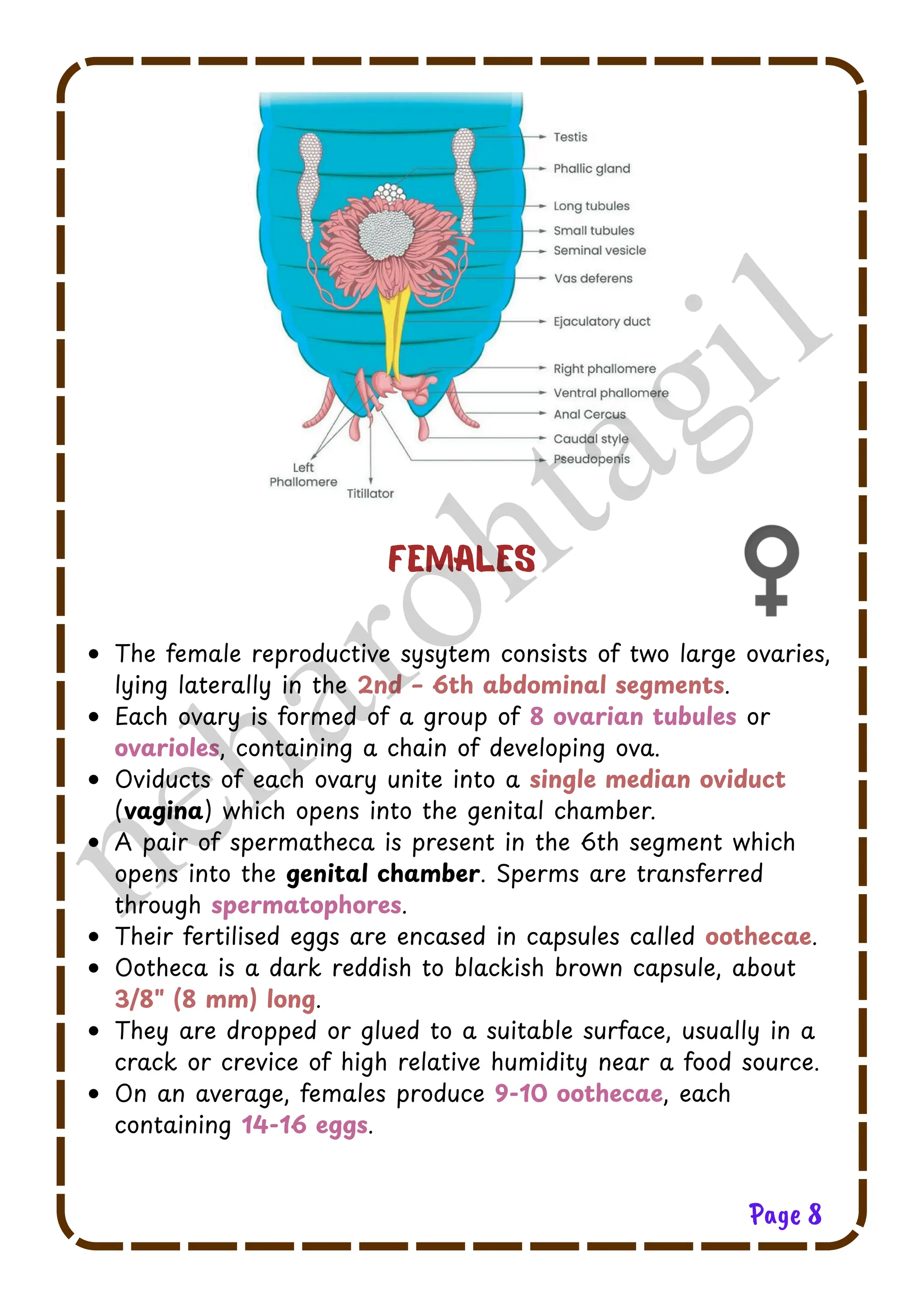 Cockroach Class 11th NEET CBSE NCERT Biology | PDF