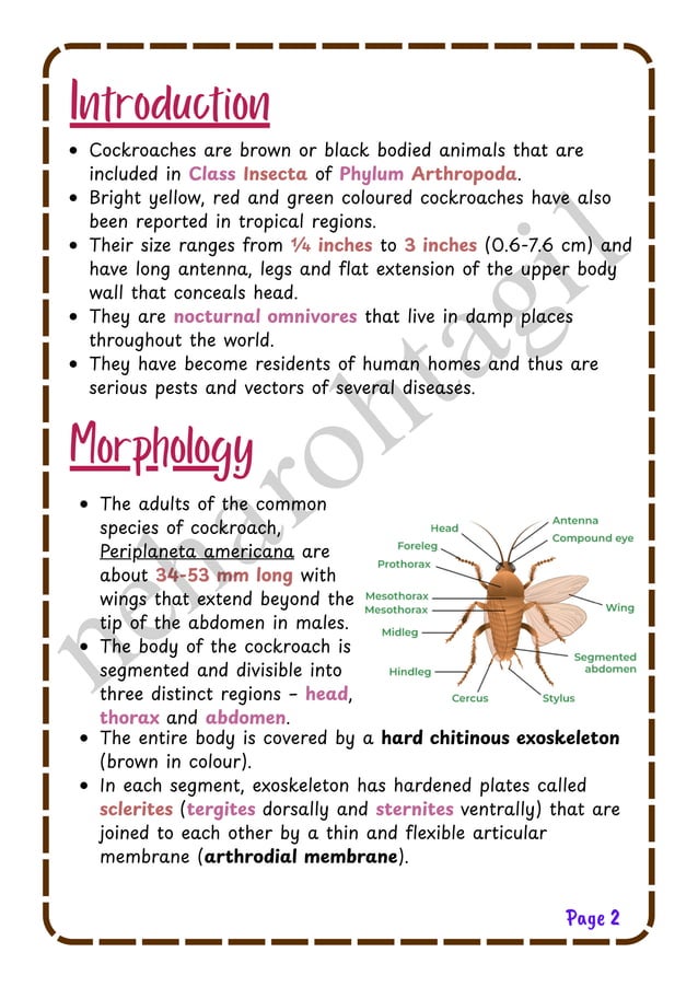 Cockroach Class 11th NEET CBSE NCERT Biology | PDF
