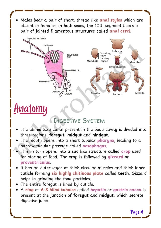 Cockroach Class 11th NEET CBSE NCERT Biology | PDF