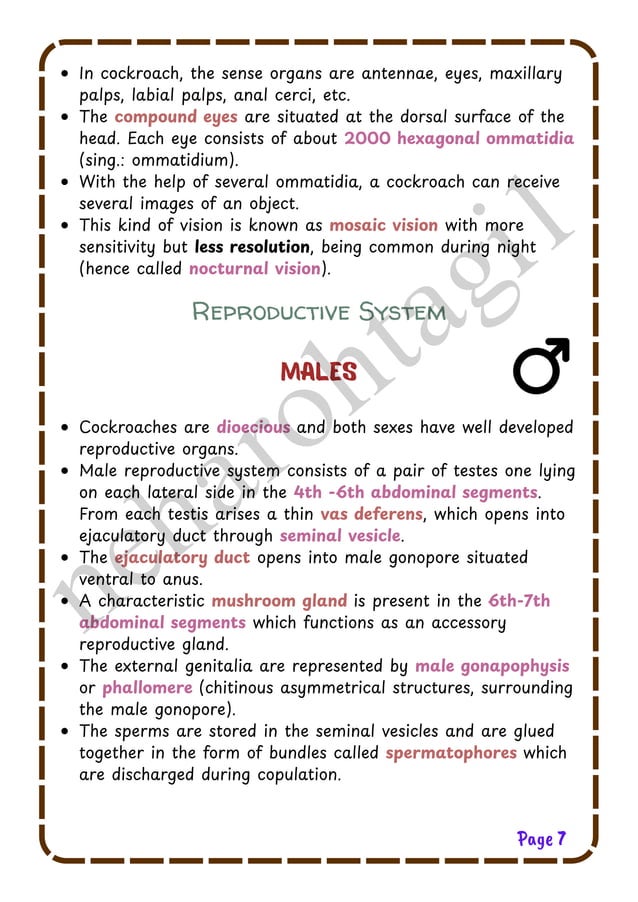 Cockroach Class 11th NEET CBSE NCERT Biology | PDF