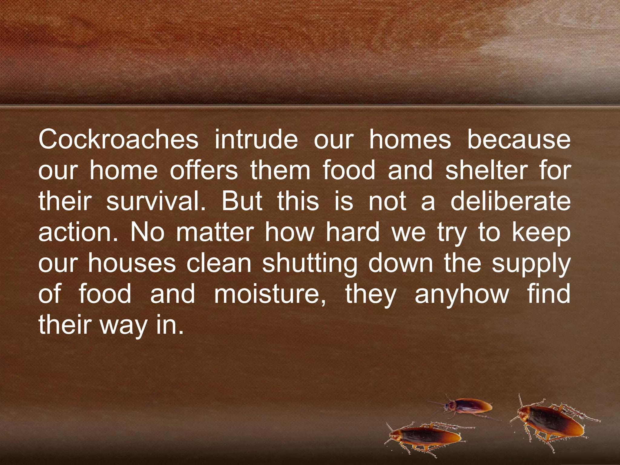 Cockroach - A Filthy Intruder | PPT
