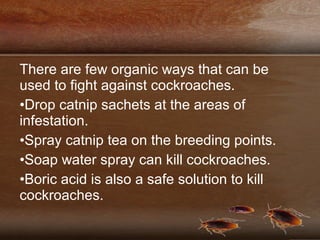 Cockroach - A Filthy Intruder | PPT