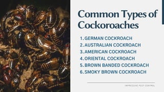Cockroach control brisbane | PPT