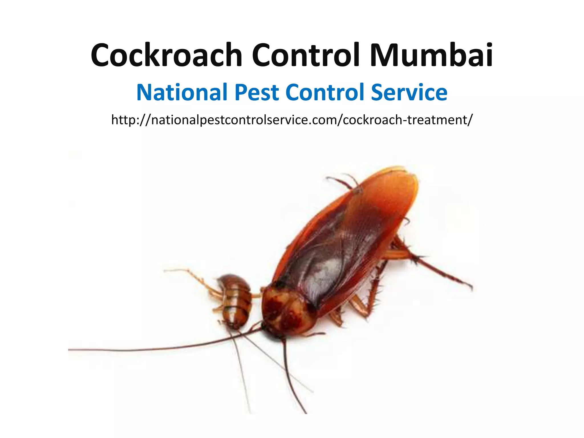 Cockroach control mumbai | PPTX