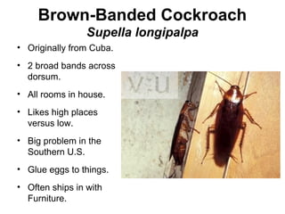 Cockroaches and disease | PPT