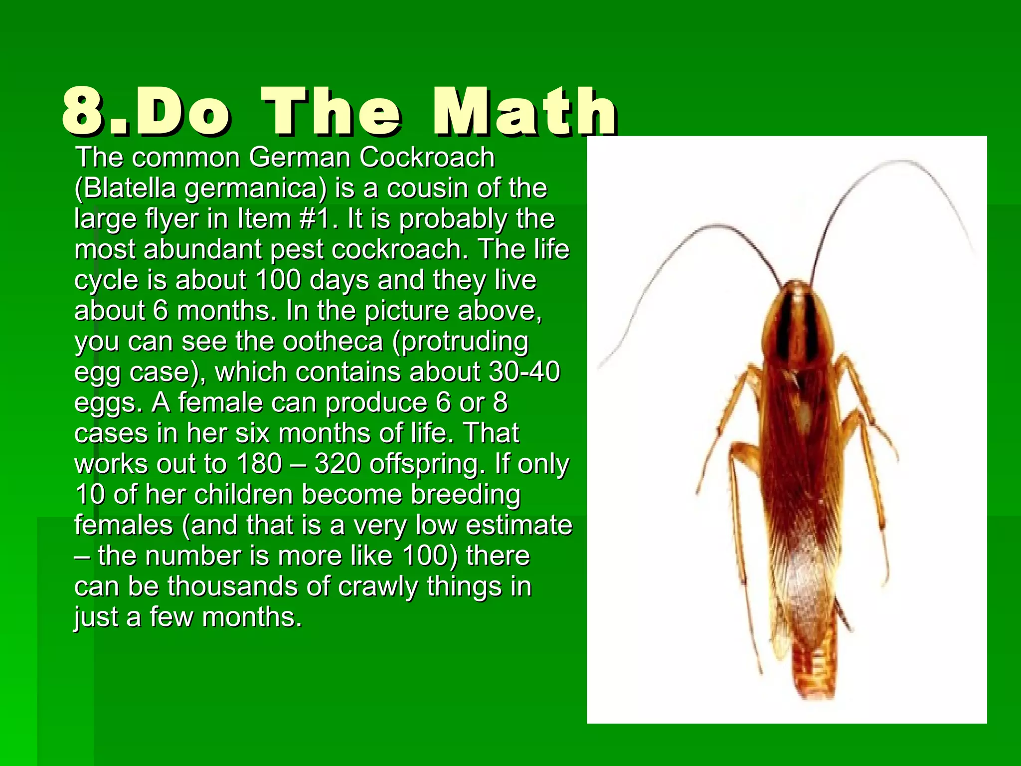 Cockroaches By Rcdohare & Abha Dohare | PPT