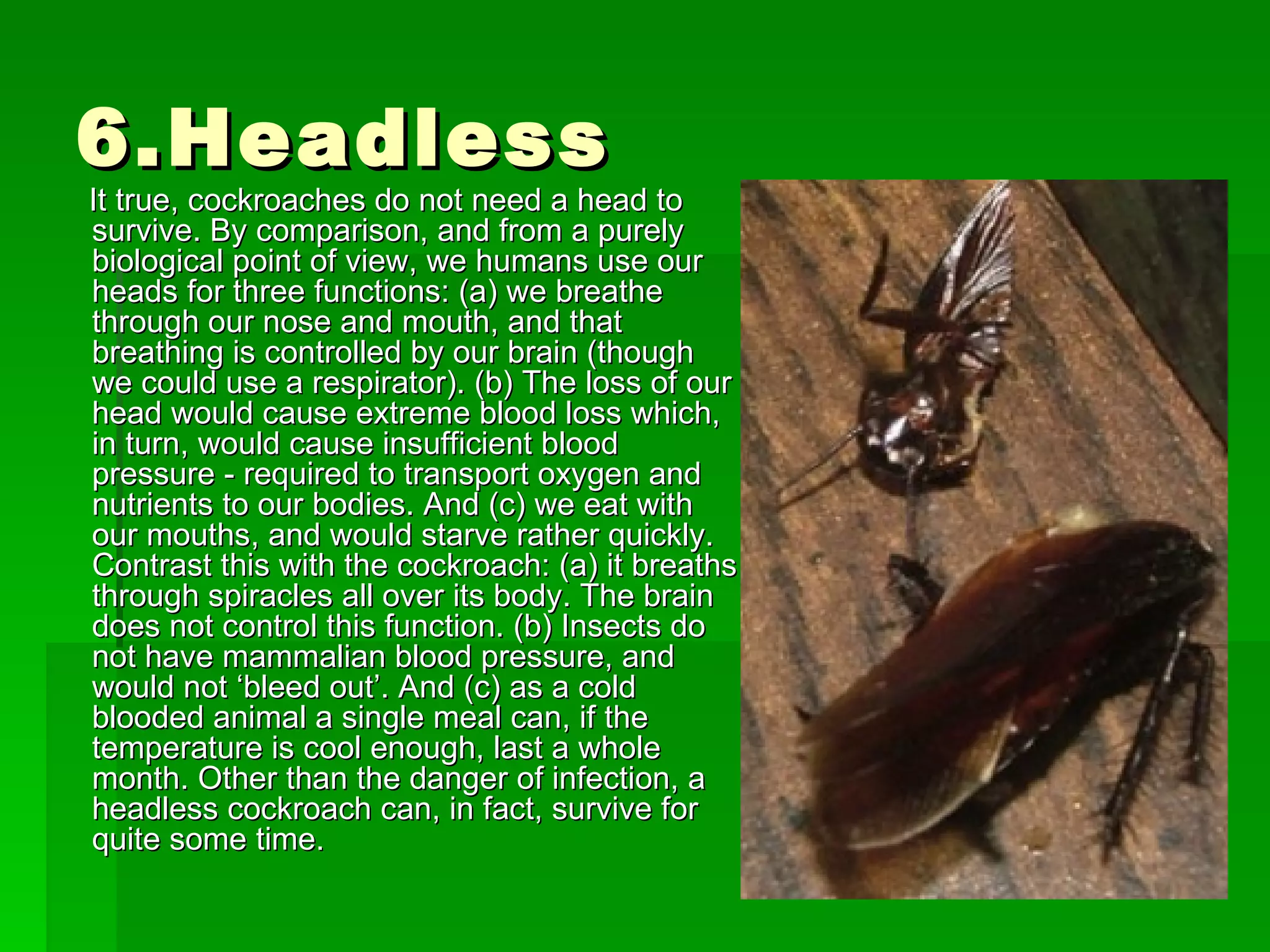 Cockroaches By Rcdohare & Abha Dohare | PPT