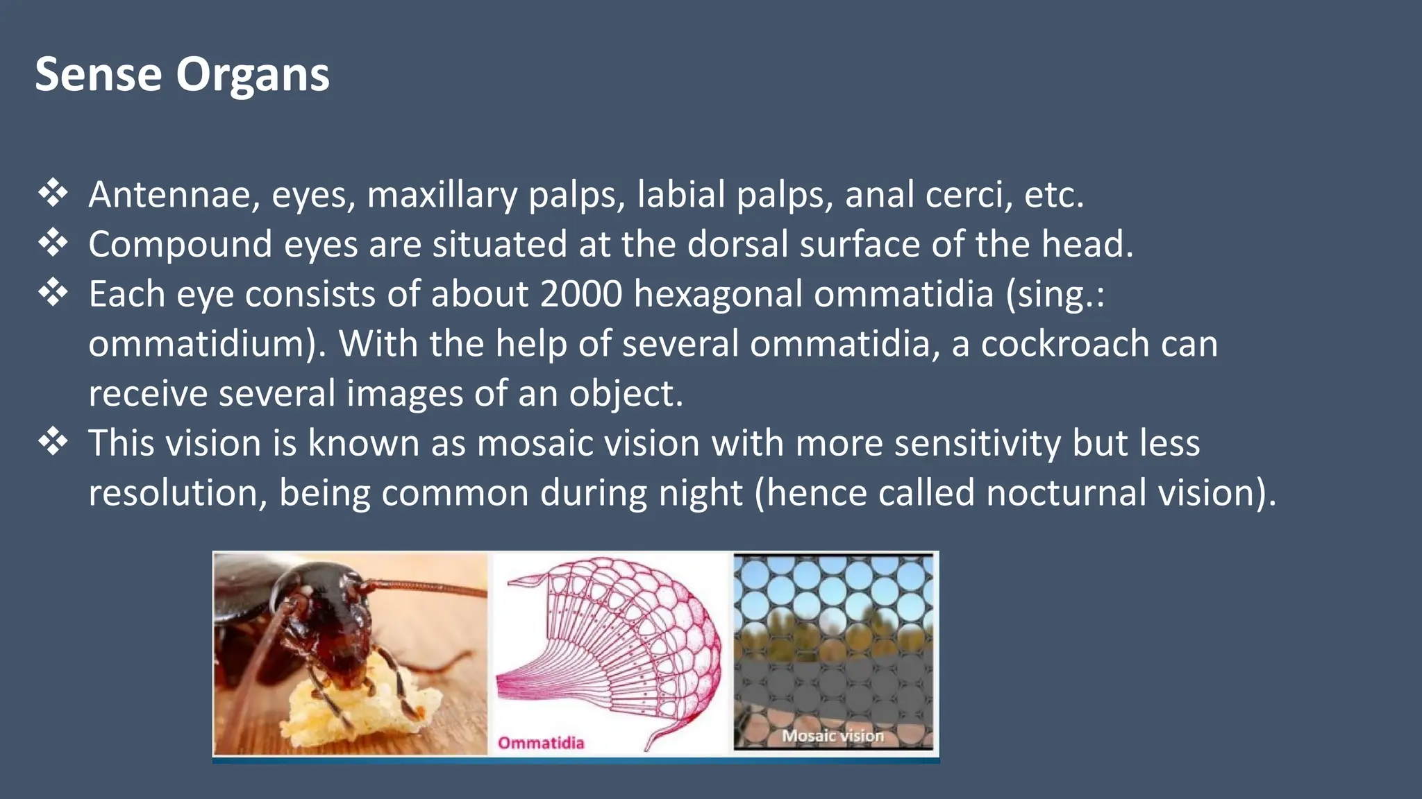 COCKROACH ( structural organization in animal) full pdf | PDF