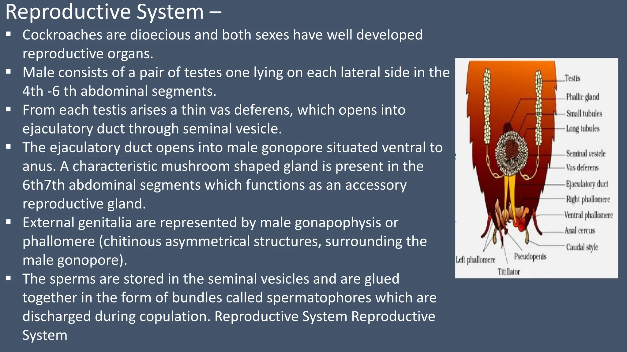 COCKROACH ( structural organization in animal) full pdf | PDF